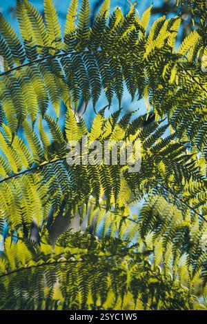 green fern on a background of blue sky Stock Photo - Alamy