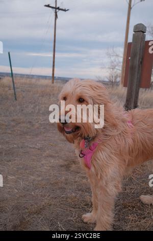 Golden Doodle on a Walk in Colorado Stock Photo - Alamy