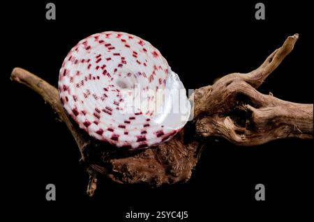 Trochus Shell on Driftwood Background Stock Photo - Alamy