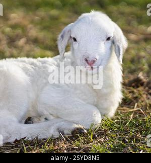 White Katahdin sheep lamb that looks like it is prancing with its ...