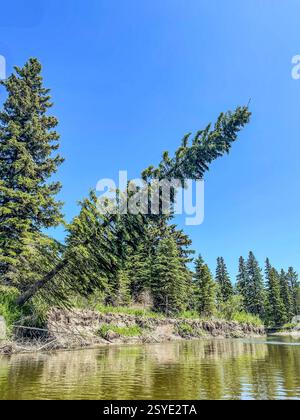 Pine tree leaning at an angle in a green sunny park, ravenscroft park ...