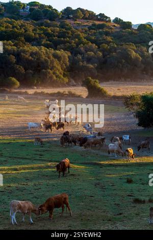 Corsicana is a French breed of cattle indigenous to the island of ...