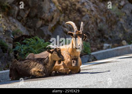 The Corsican goat (also known as Corse) breed from the French island of ...