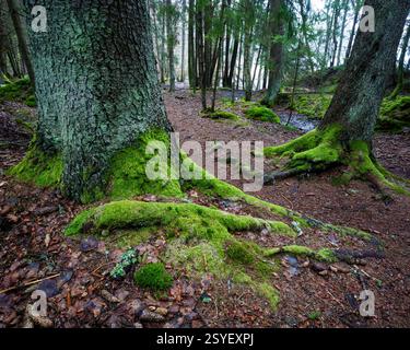 Beautiful green moss on the floor, moss closeup, macro. Beautiful ...