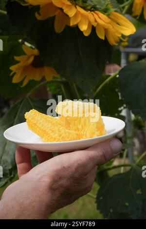 Fresh Local Honey With Honeycomb and Flowers Isolated on White ...