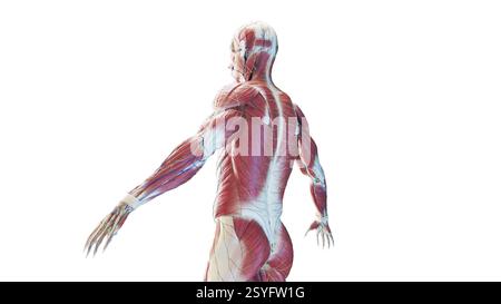 Posterior male anatomy, illustration Stock Photo - Alamy