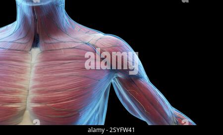 Muscle anatomy of the shoulder, illustration Stock Photo - Alamy