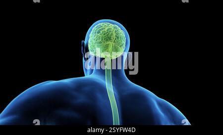 Posterior view of the brain and spinal cord, illustration Stock Photo ...