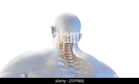 Posterior view of the skeletal neck, illustration Stock Photo - Alamy