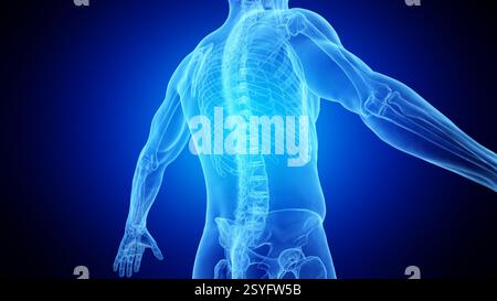 Posterior view of the skeletal back, illustration Stock Photo - Alamy