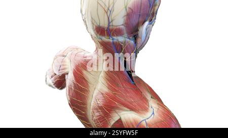 Posterior neck anatomy, illustration Stock Photo - Alamy
