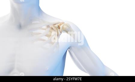 Skeletal shoulder, illustration Stock Photo - Alamy