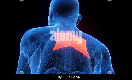 Rhomboid major, illustration Stock Photo - Alamy