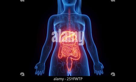 Illustration of female digestive system Stock Photo - Alamy