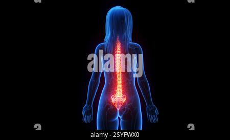 Anatomy of female sacrum, illustration Stock Photo - Alamy