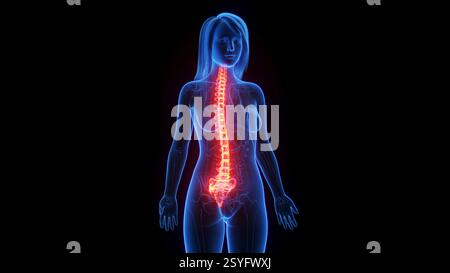 Illustration of the sacrum of vertebral column. This anterior view ...