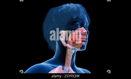Female head and neck anatomy, illustration Stock Photo - Alamy