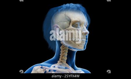 Female head and neck anatomy, illustration Stock Photo - Alamy