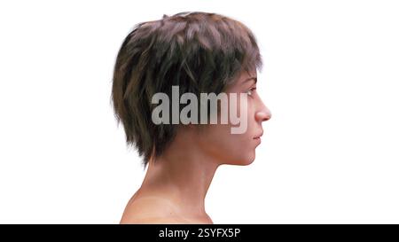Female head and neck anatomy, illustration Stock Photo - Alamy
