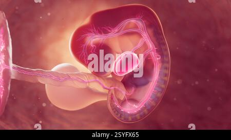 Cardiovascular system of 7 week embryo, illustration Stock Photo - Alamy
