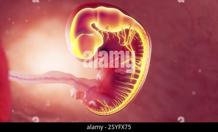 Nervous system of 7 week embryo, illustration Stock Photo - Alamy