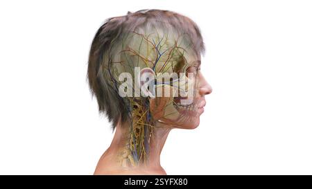 Female head and neck anatomy, illustration Stock Photo - Alamy