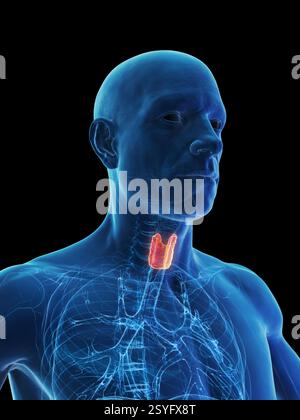 Cricoid cartilage, illustration Stock Photo - Alamy