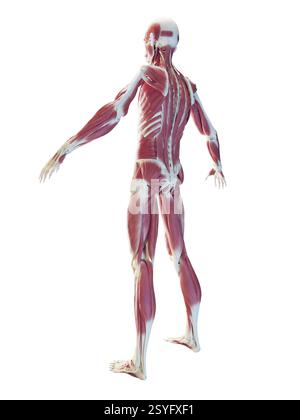 Anatomy of male muscular system, posterior view Stock Photo - Alamy