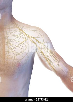 The nerves of the chest Stock Photo - Alamy