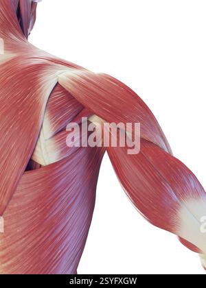 Posterior shoulder muscles, illustration Stock Photo - Alamy