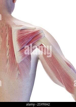 Illustration of the muscles of the shoulder. This is a posterior deep ...