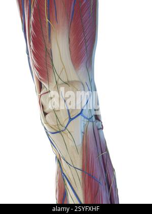 Male knee muscles, illustration Stock Photo - Alamy