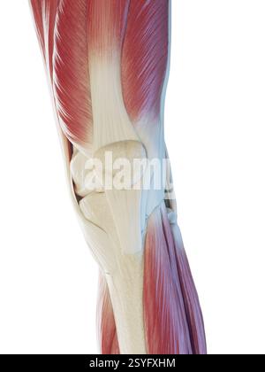 Male knee muscles, illustration Stock Photo - Alamy