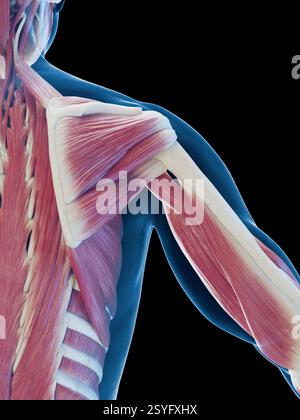 Deep back muscles, illustration Stock Photo - Alamy