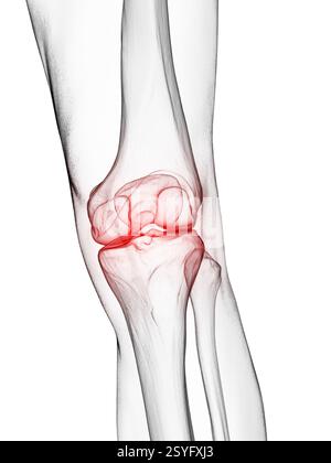 Male knee bones, illustration Stock Photo - Alamy