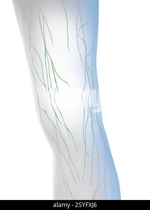 Male knee lymphatics, illustration Stock Photo - Alamy