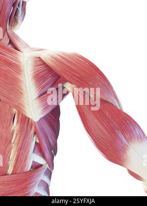 Deltoid muscles, illustration Stock Photo - Alamy