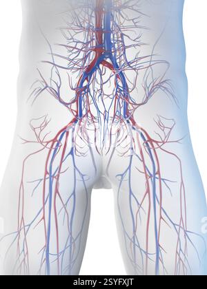 Male leg veins, illustration Stock Photo - Alamy