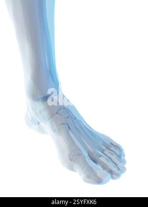 Sole of foot, bones, tendons, human body part, limbs, science, medicine ...