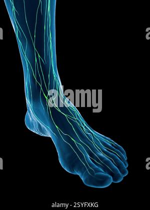 Lymphatics of the foot, illustration Stock Photo - Alamy