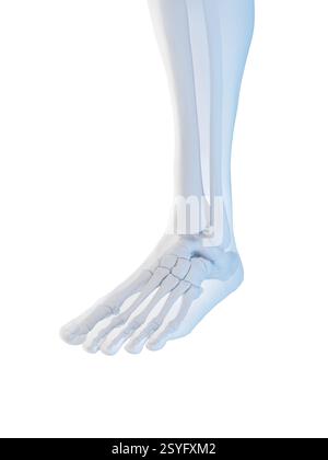 Sole of foot, bones, tendons, human body part, limbs, science, medicine ...
