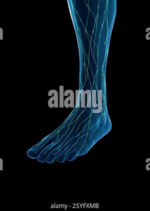 Lymphatics of the foot, illustration Stock Photo - Alamy