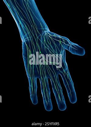Lymphatics of the hand, illustration Stock Photo - Alamy