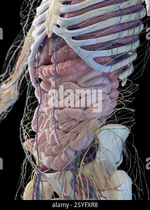 Male abdominal organs, illustration Stock Photo - Alamy