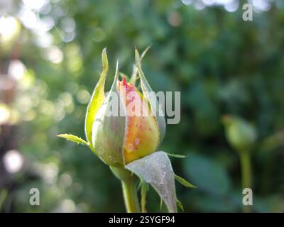 Unopened rosebud of a growing rose. unopened red rose bud Stock Photo ...