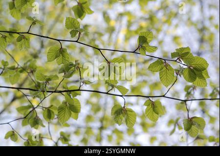 Common beech (Fagus sylvatica), freshly sprouted leaves in the light of ...