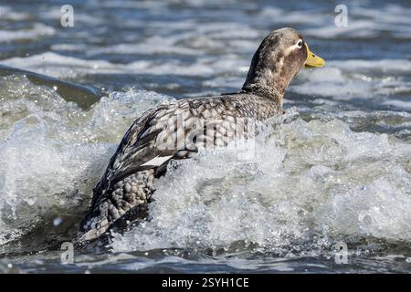 Falklands Flightless Steamer Duck, Elephant Bay, Pebble Island ...