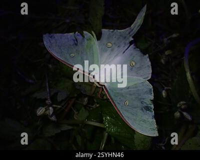 Japanese Moon Moth (Actias gnoma), Insecta, Japan Stock Photo - Alamy