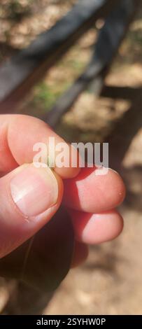 Small-leaved fig (Ficus obliqua), Plantae, Australia, North Queensland ...