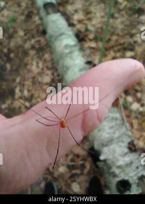 Politum Group (Leiobunum politum), Arachnida, Prentiss Woods, Bangor ...
